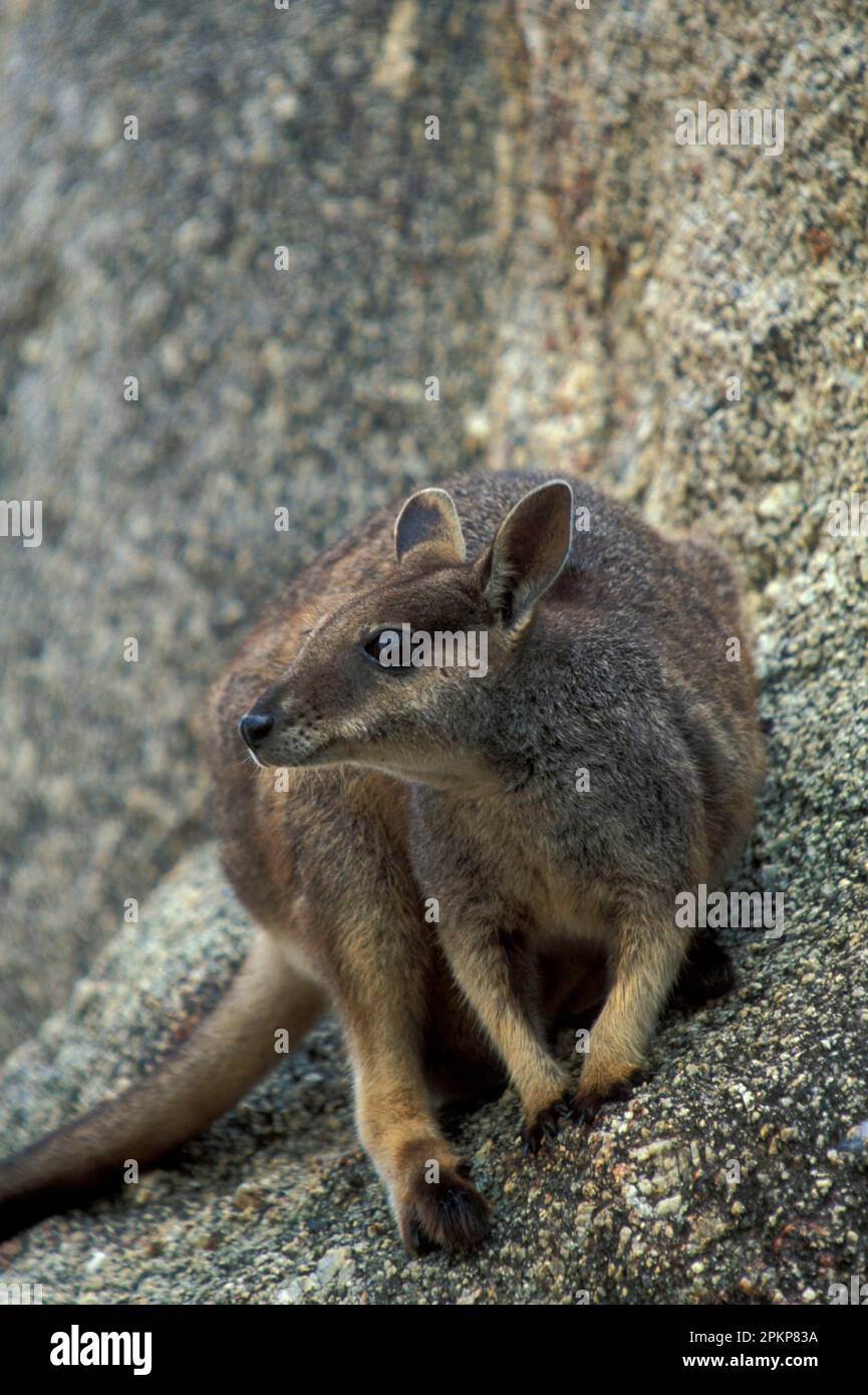Queensland Rock Kangaroo, Queensland Rock Kangaroo, Queensland Rock ...