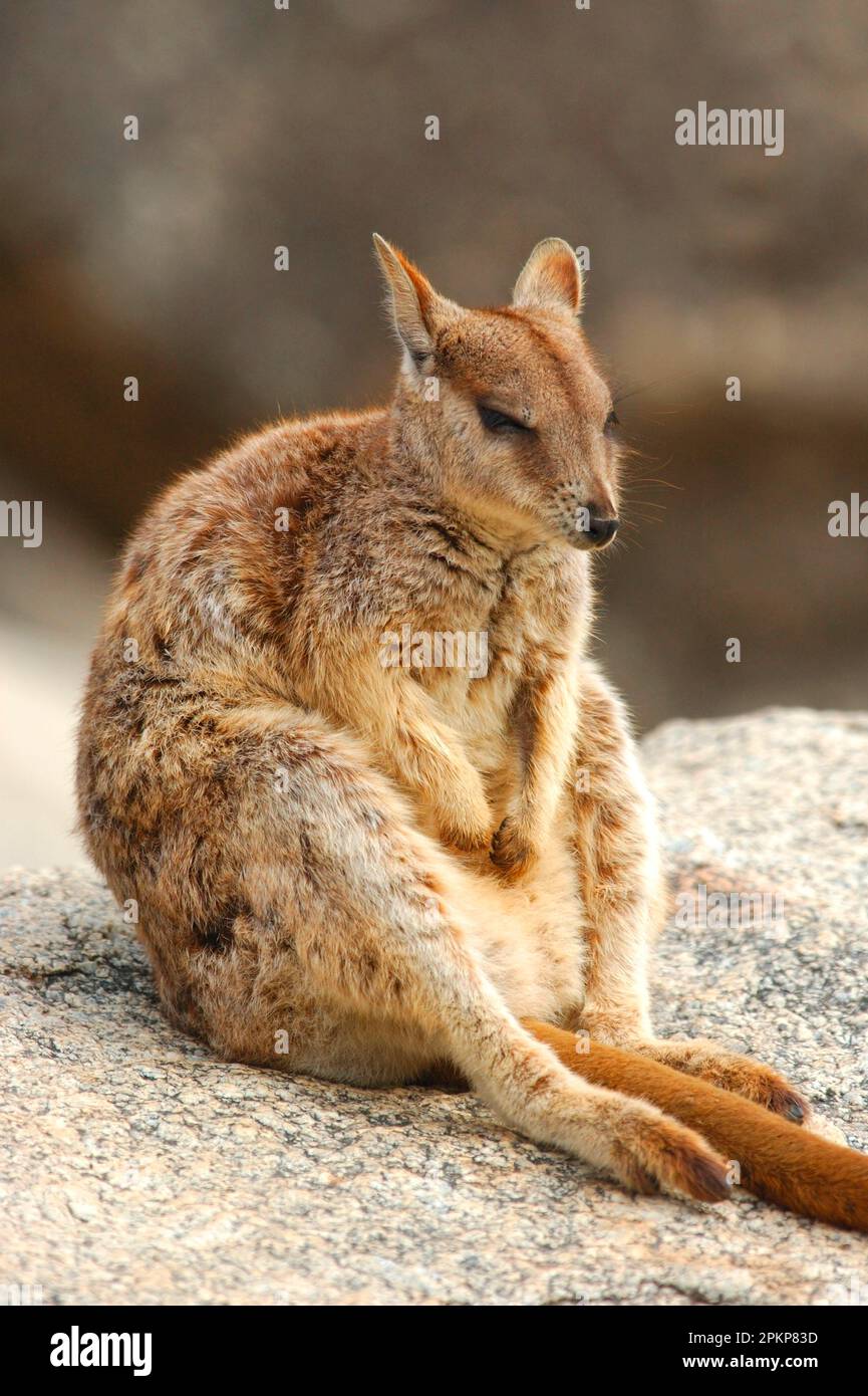 Mareeba Rock Wallaby (Petrogale mareeba) adult, sleeping on rock ...