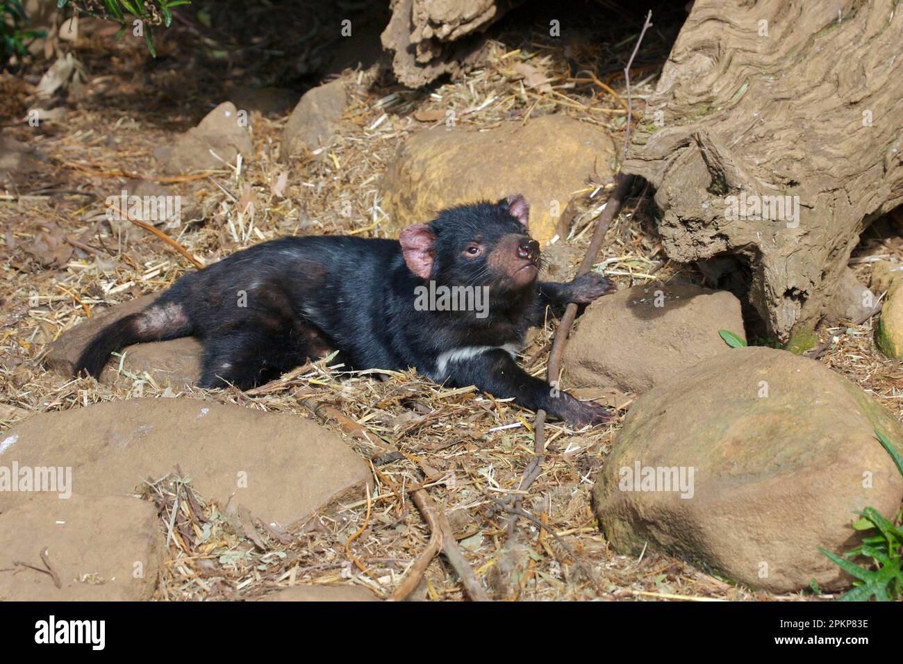 Tasmanian devil, Tasmanian devils (Sarcophilus harrisii), marsupials, animals, Tasmanian devil ...