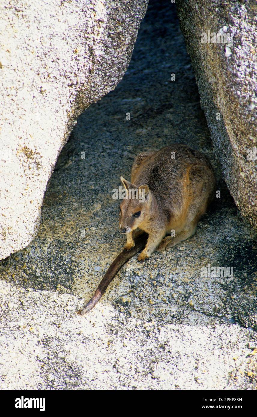 Queensland Rock Kangaroo, Queensland Rock Kangaroo, Queensland Rock ...