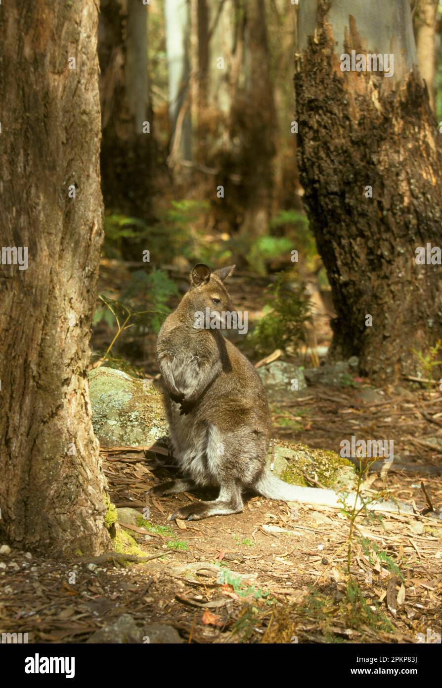 Red-necked Wallaby (Macropus rufogriseus) adult, introduced species, in ...