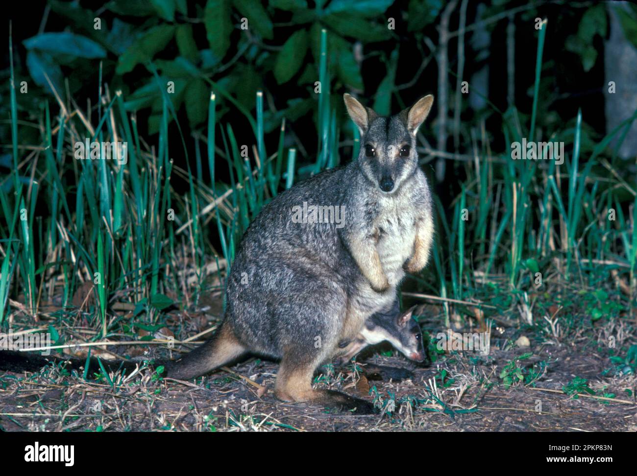 Queensland Rock Kangaroo, Queensland Rock Kangaroo, Queensland Rock ...