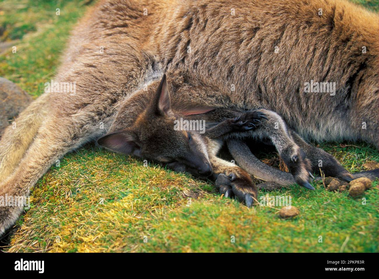 Red-necked Wallaby (Macropus rufogriseus) adult, introduced species, in ...
