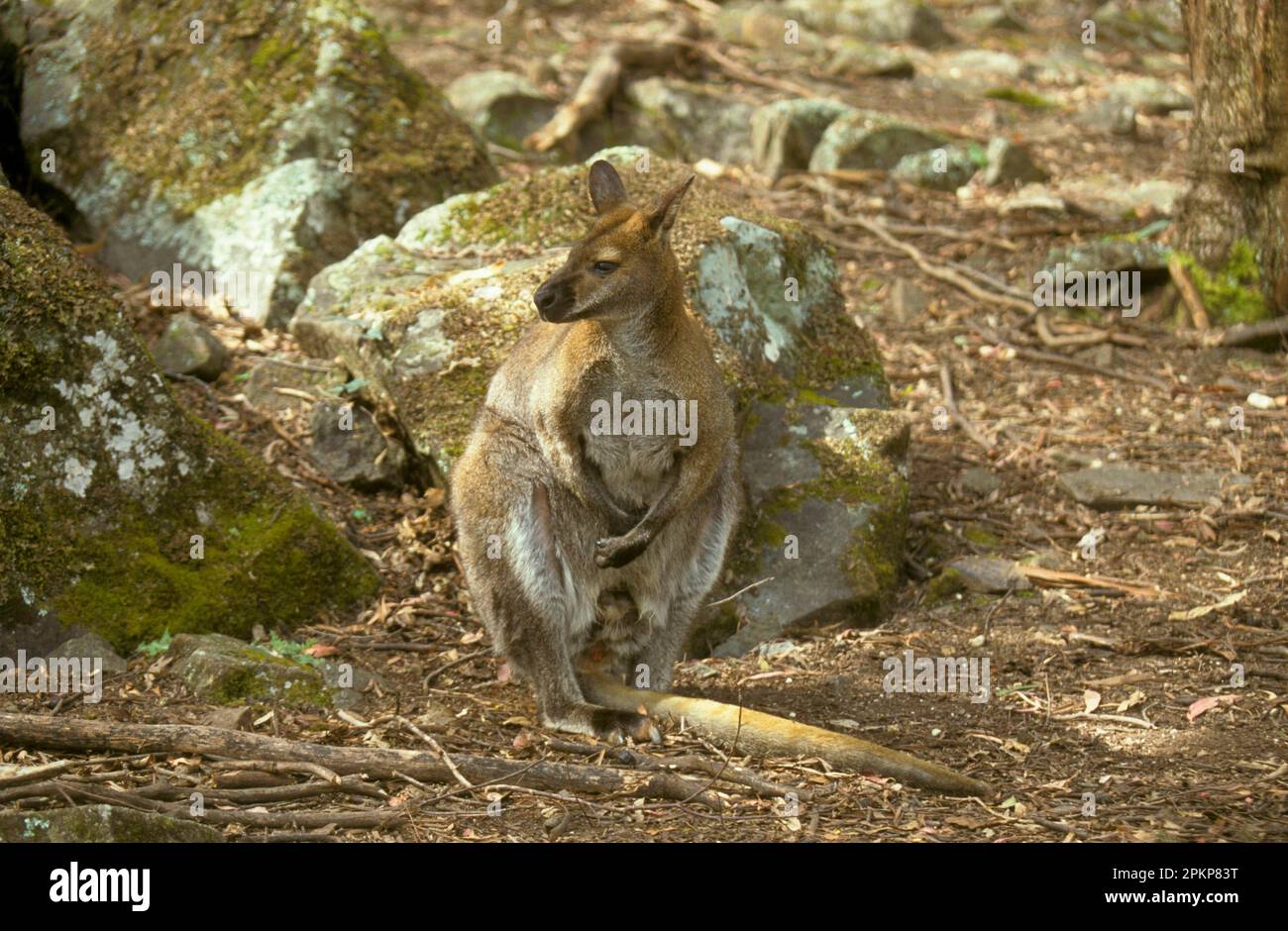 Red-necked Wallaby (Macropus rufogriseus) adult, introduced species, in ...