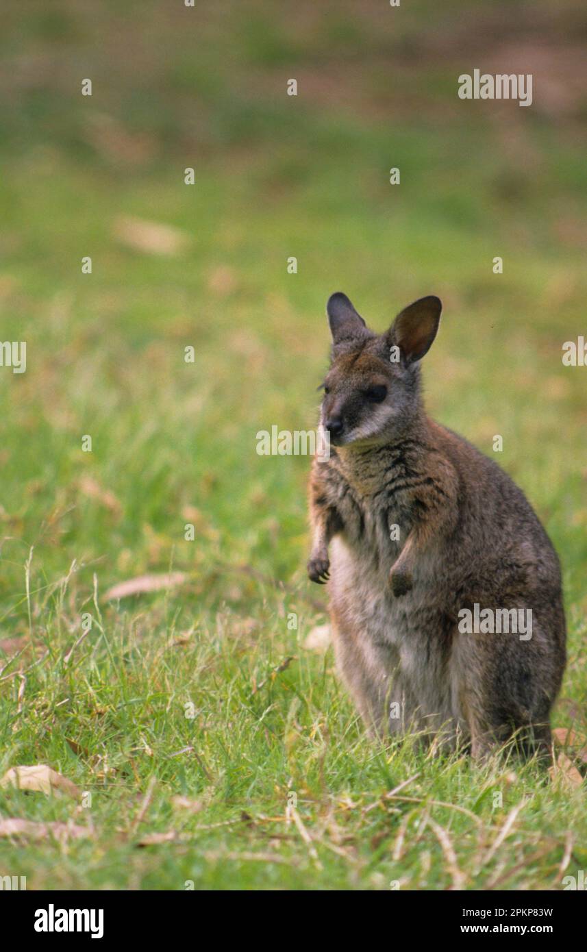 Parma parma wallaby (Macropus parma) Sitting on grass Stock Photo - Alamy