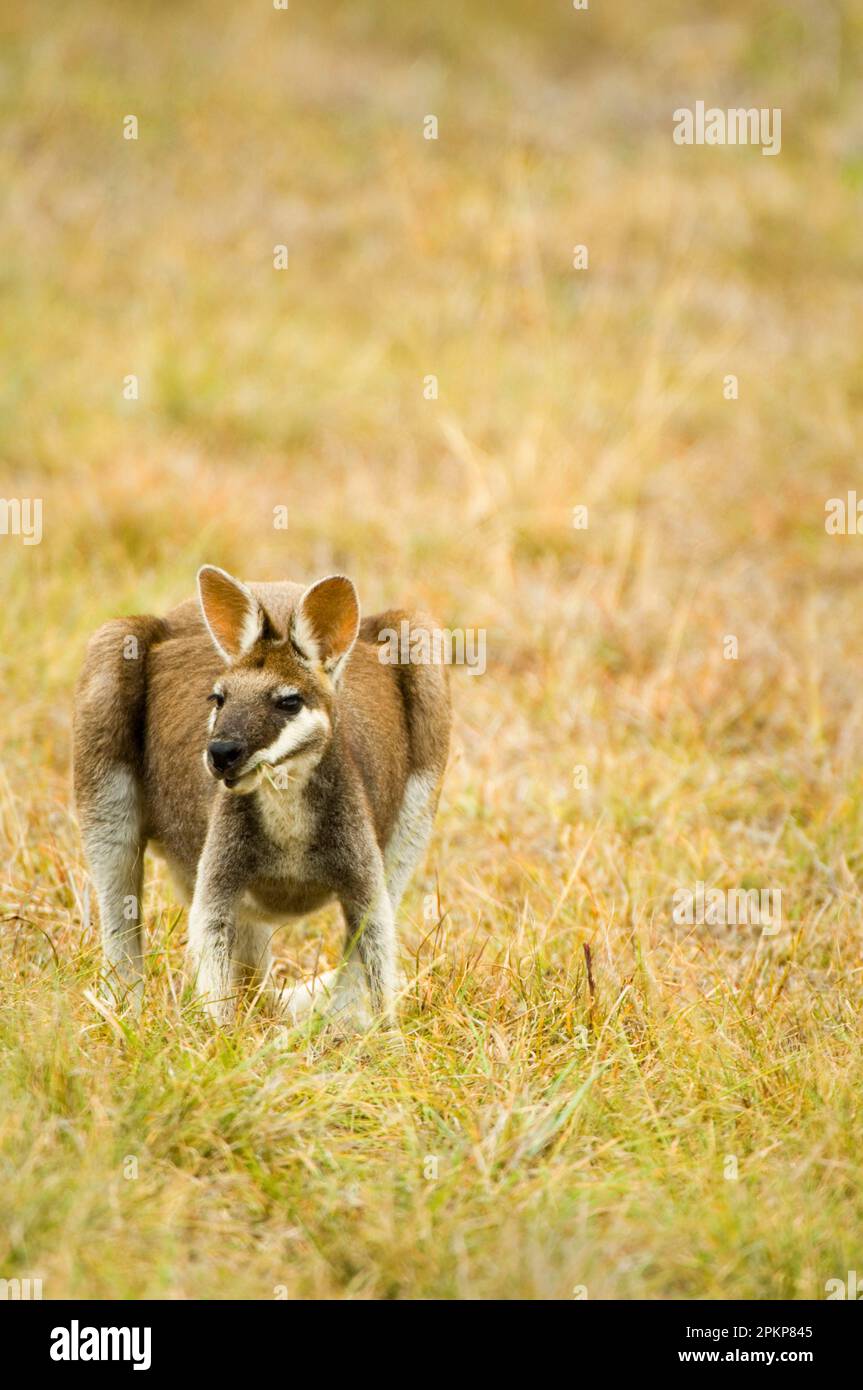Schoenwallaby hi-res stock photography and images - Alamy