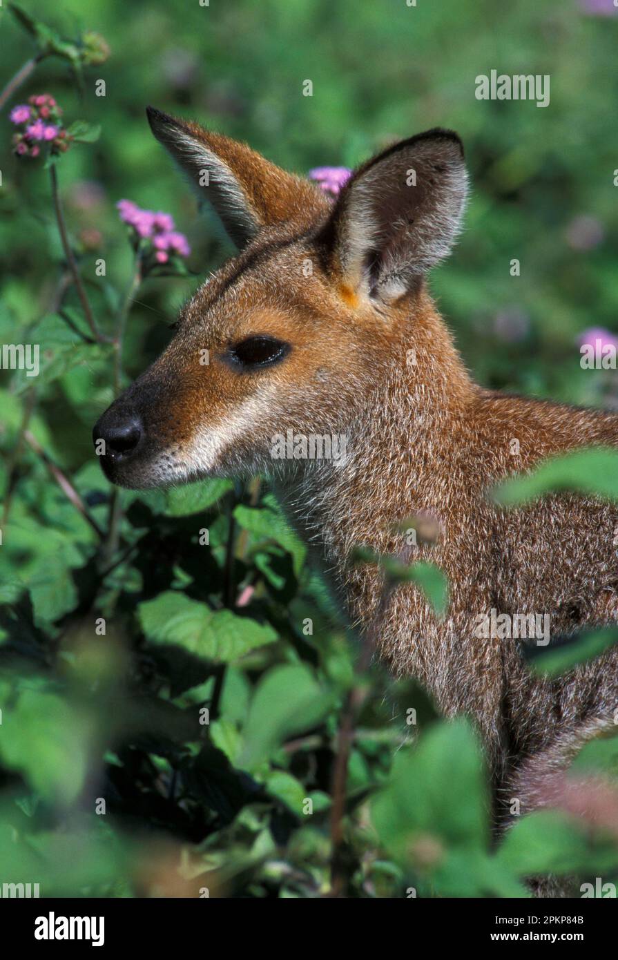 Red-naped wallaby, red-naped wallabies, Bennett's kangaroo, Bennett's ...