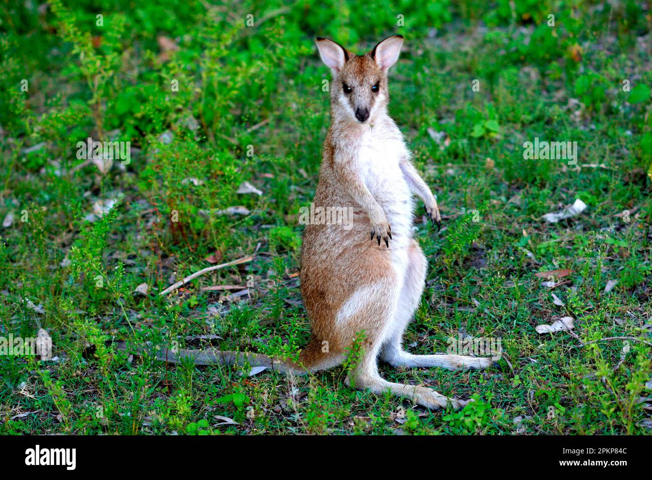 Agile Wallaby, Agile Wallabies, Sand Wallaby, Sand Wallabies, Agile ...