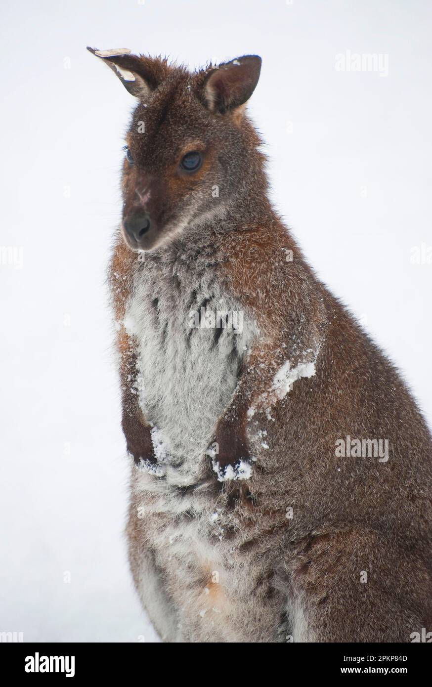 Red-necked Wallaby (Macropus rufogriseus) adult, introduced species, in ...