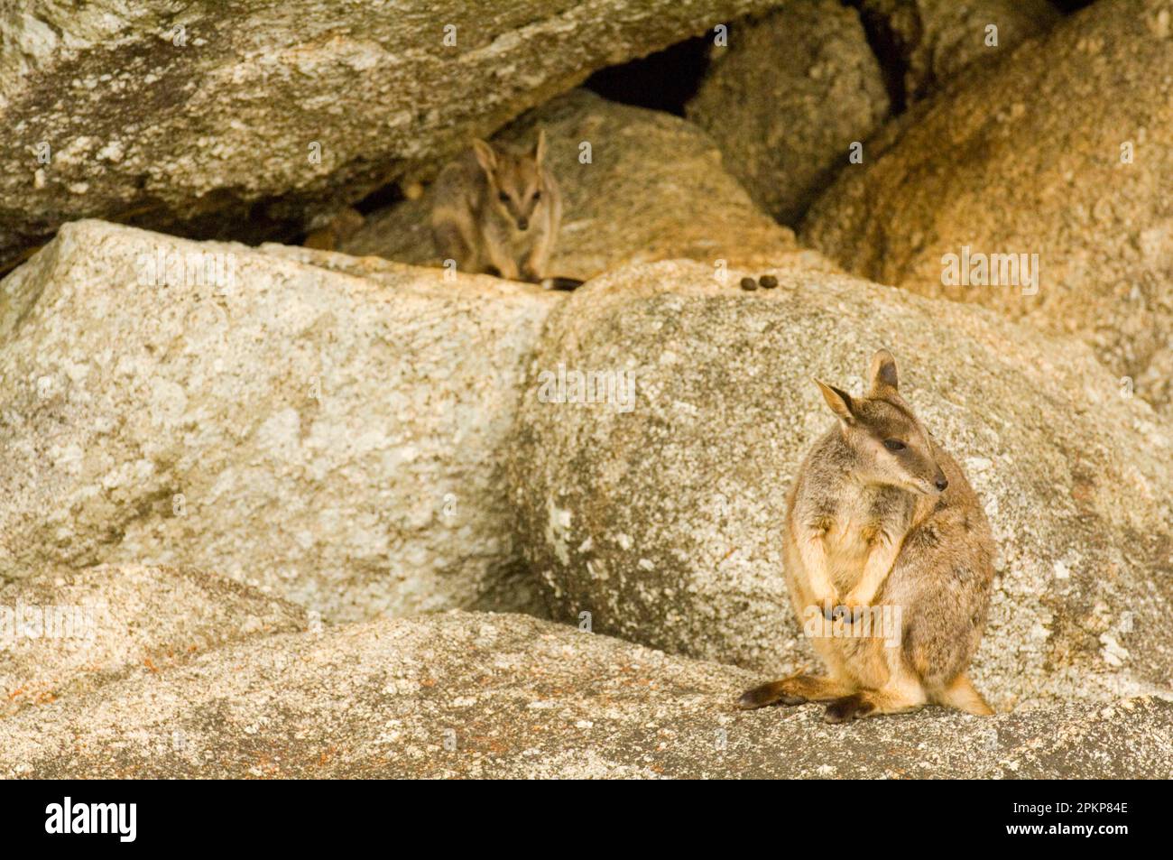 Queensland Rock Kangaroo, Queensland Rock Kangaroo, Queensland Rock ...
