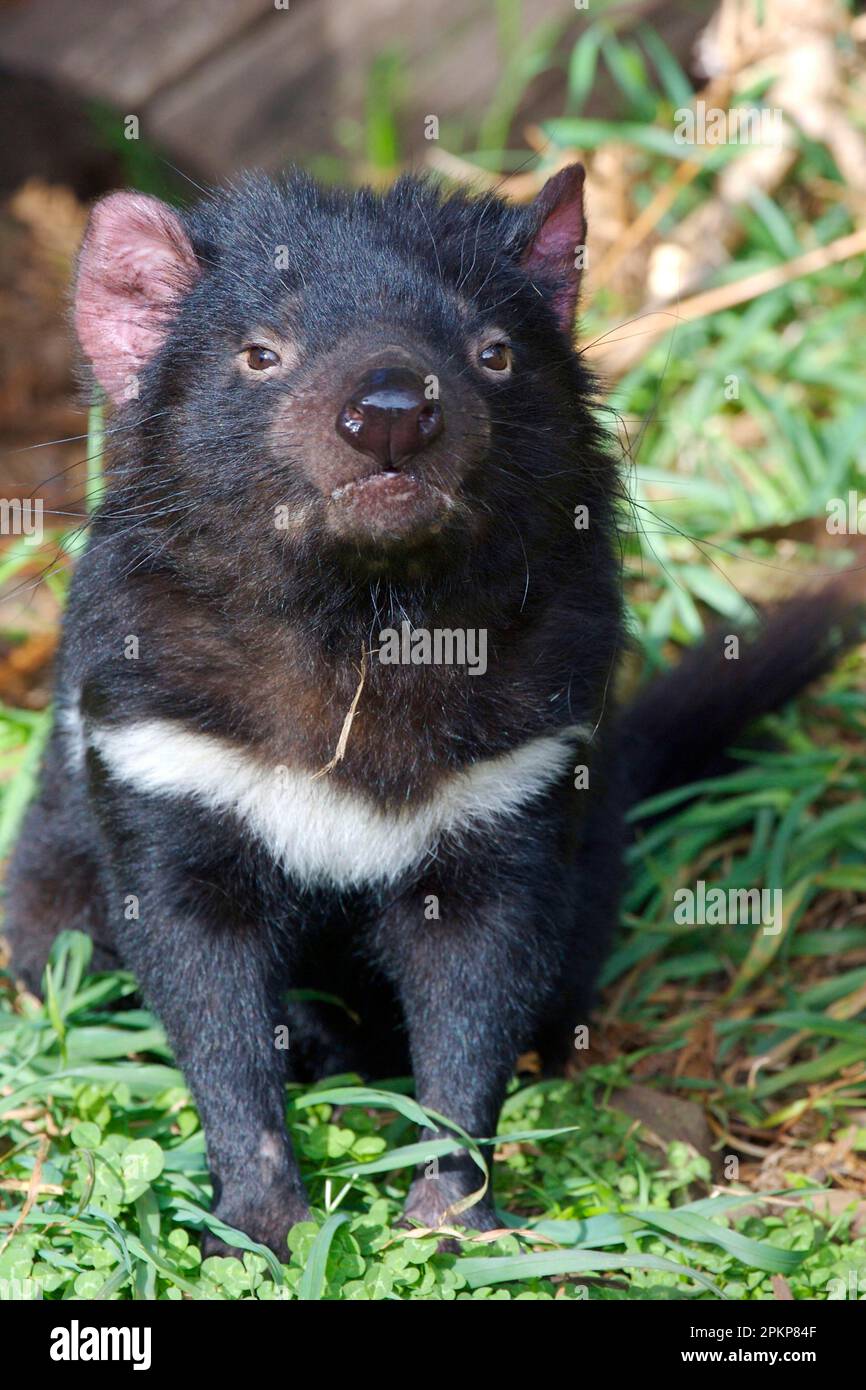 Tasmanian devil, Tasmanian devils (Sarcophilus harrisii), marsupials, animals, Tasmanian devil ...