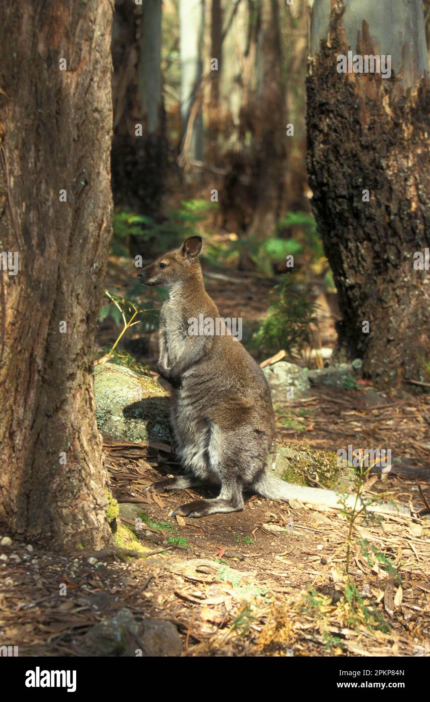 Red-necked Wallaby (Macropus rufogriseus) adult, introduced species, in ...