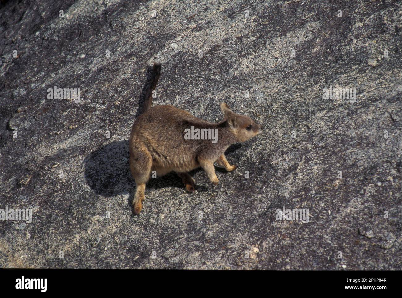 Queensland Rock Kangaroo, Queensland Rock Kangaroo, Queensland Rock ...