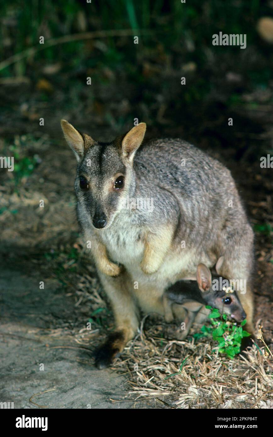 Queensland Rock Kangaroo, Queensland Rock Kangaroo, Queensland Rock ...