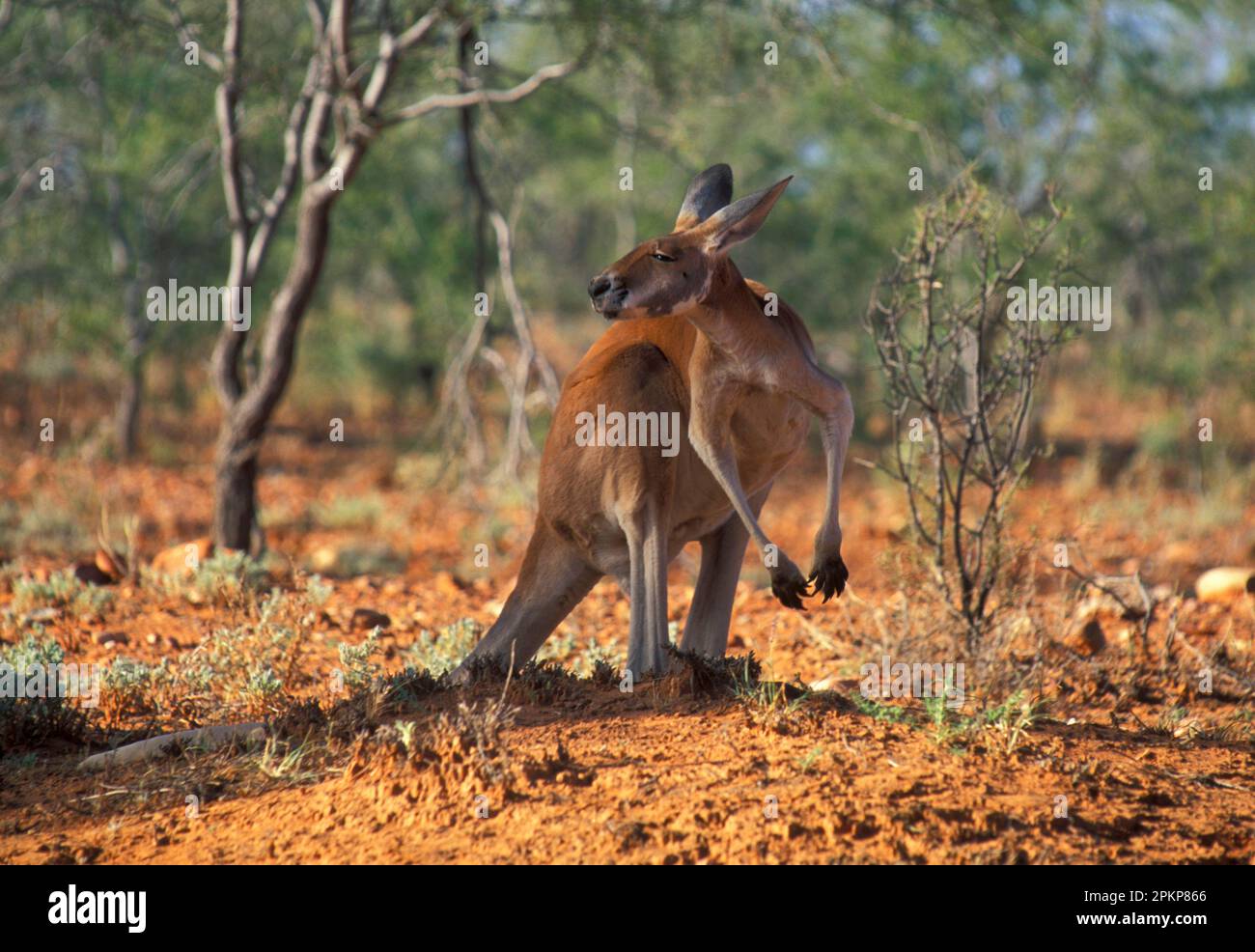 Red Giant Kangaroo, Red Giant Kangaroo, Red Giant Kangaroos, Red Giant Kangarooua, Kangaroos ...