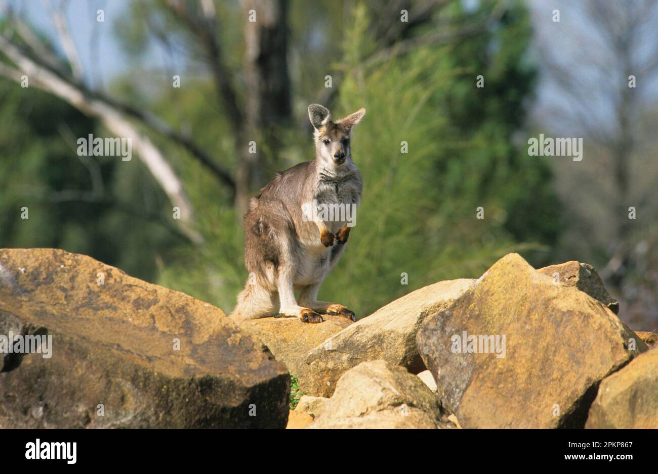Common wallaroos (Macropus robustus), Mountain kangaroos, Wallaroos ...