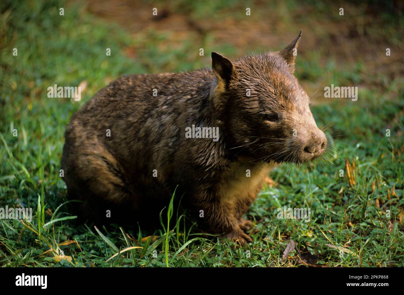 Southern hairy-nosed wombat (Lasiorhinus latifrons), Southern hairy ...