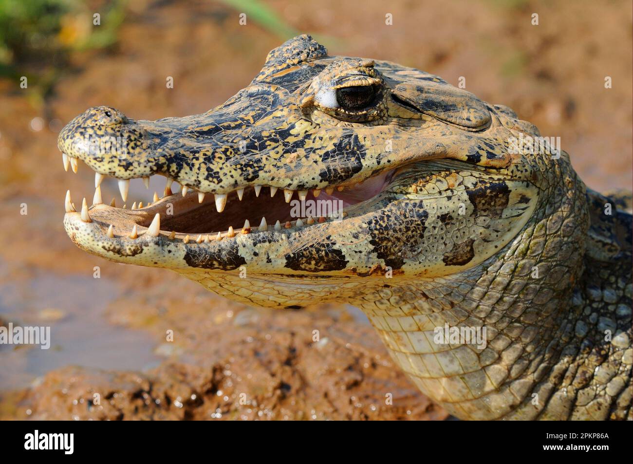 Paraguayan yacare caiman (Caiman yacare), adult, close-up of head ...