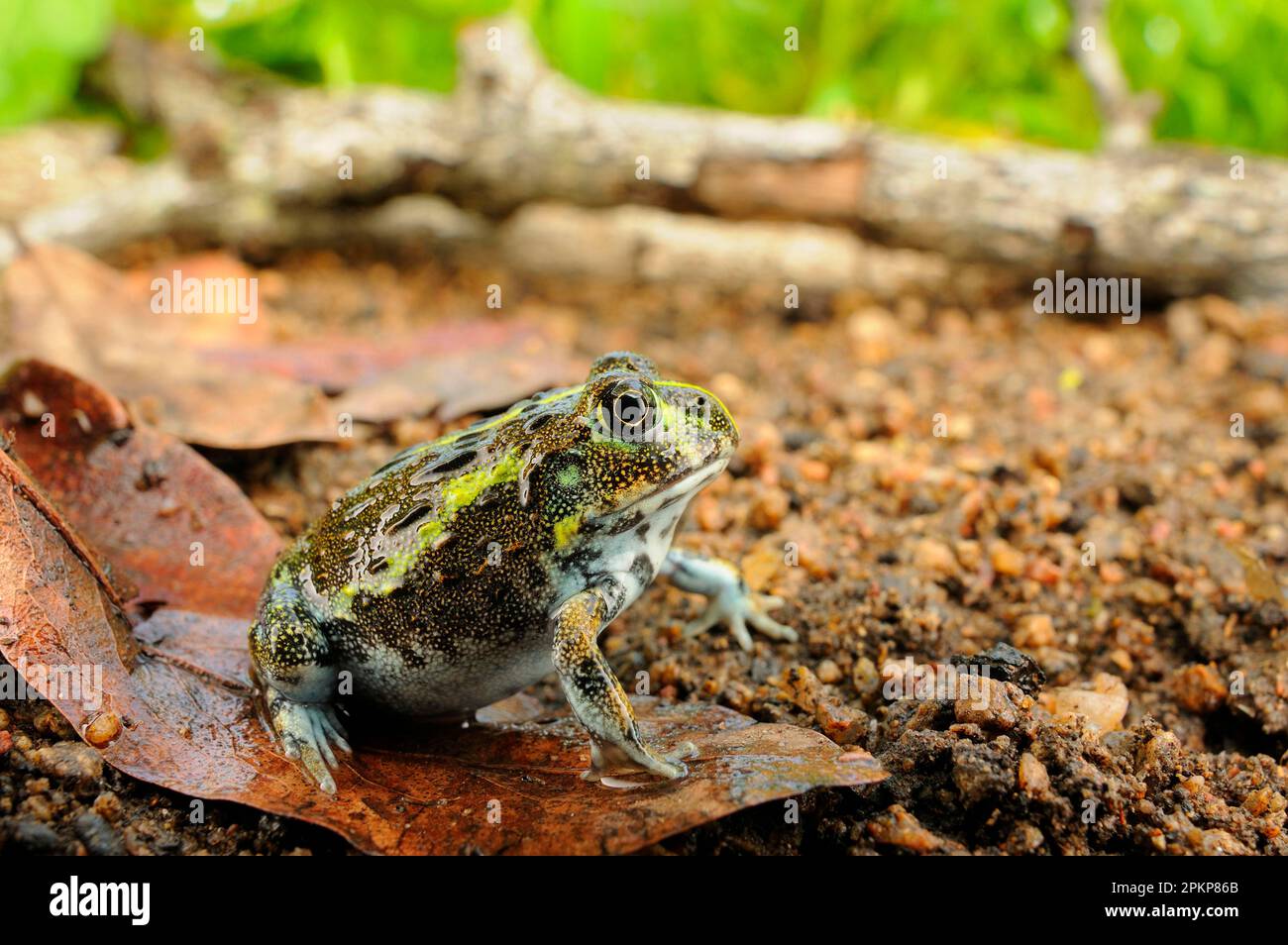 Giant Bullfrog (Pyxicephalus adspersus) young, sitting on fallen leaf ...