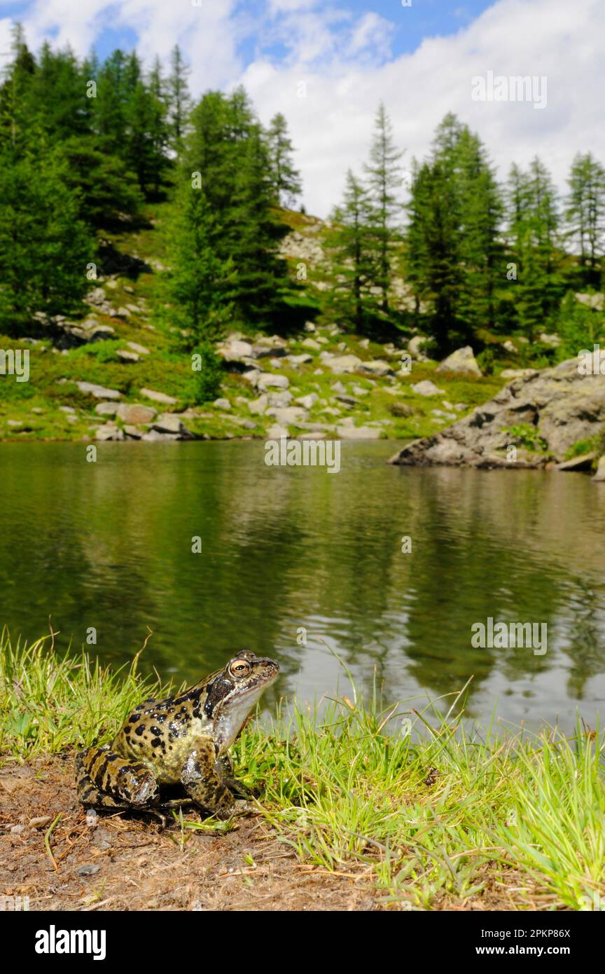 Grass Frog, common frogs (Rana temporaria), Amphibians, Other animals ...