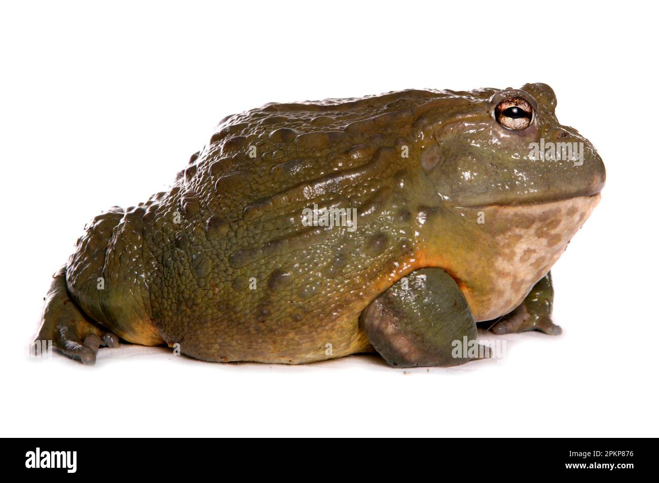 Giant african bullfrog Cut Out Stock Images & Pictures - Alamy