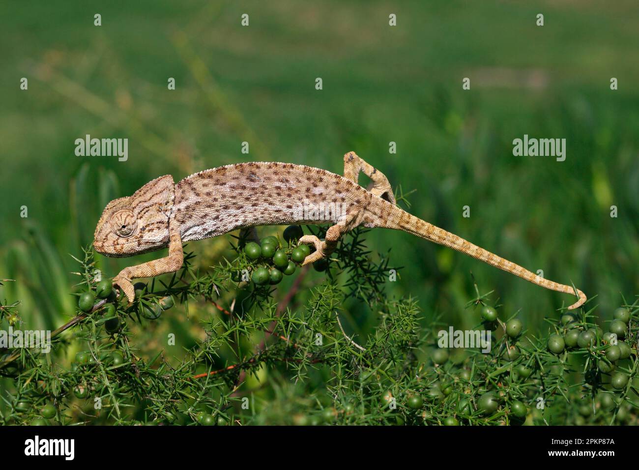 European Chameleon, Common Chameleon, European Chameleons, Common ...