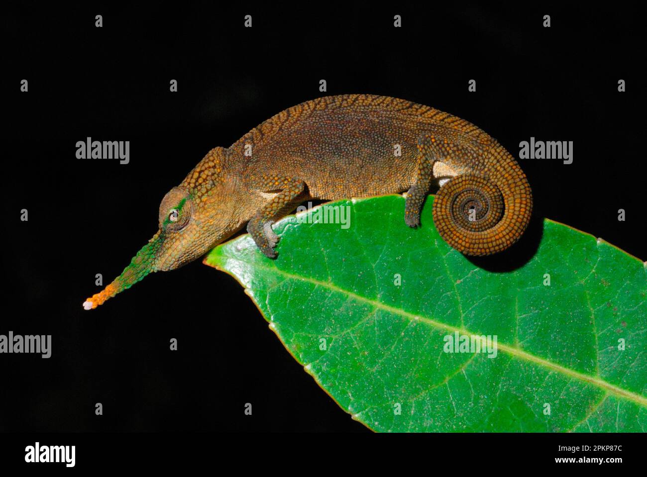 Long-nosed Chameleon (Calumma gallus) adult male, on leaf in rainforest ...