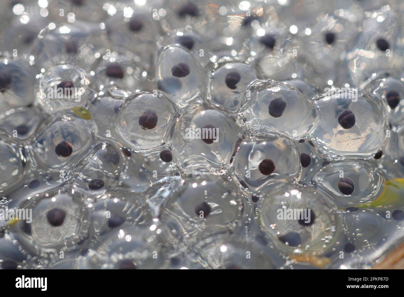 Grass Frog, common frogs (Rana temporaria), Amphibians, Other animals, Frogs, Animals, Common ...