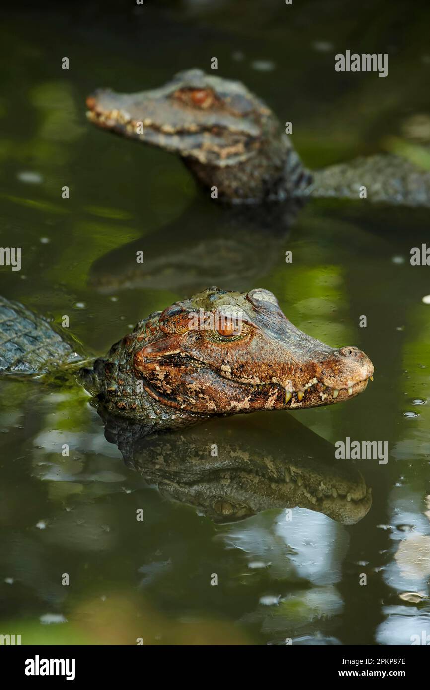 Brow smooth fronted caiman hi-res stock photography and images - Alamy