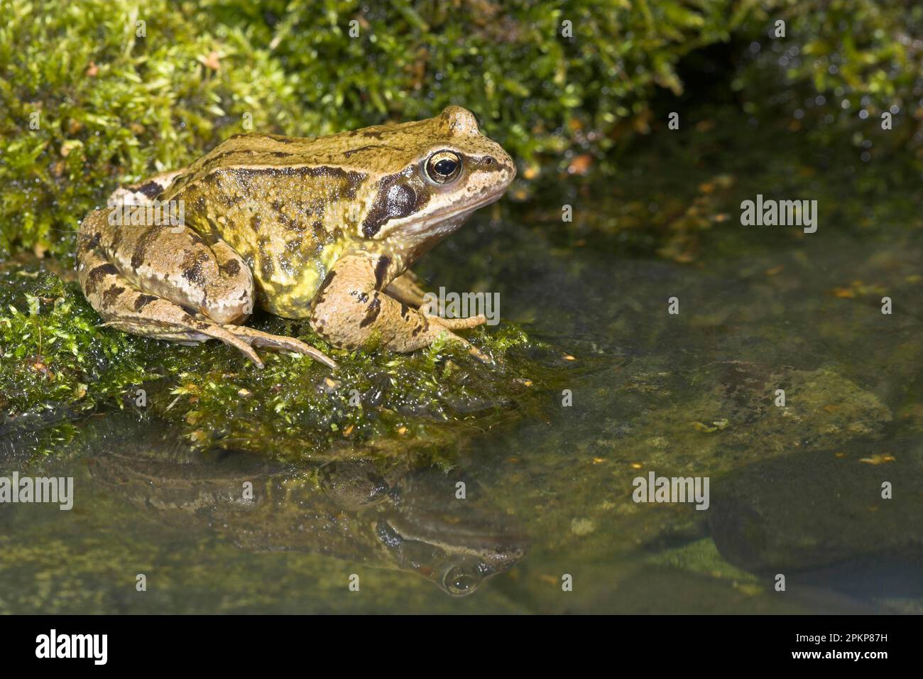 Grass Frog, common frogs (Rana temporaria), Amphibians, Other animals ...