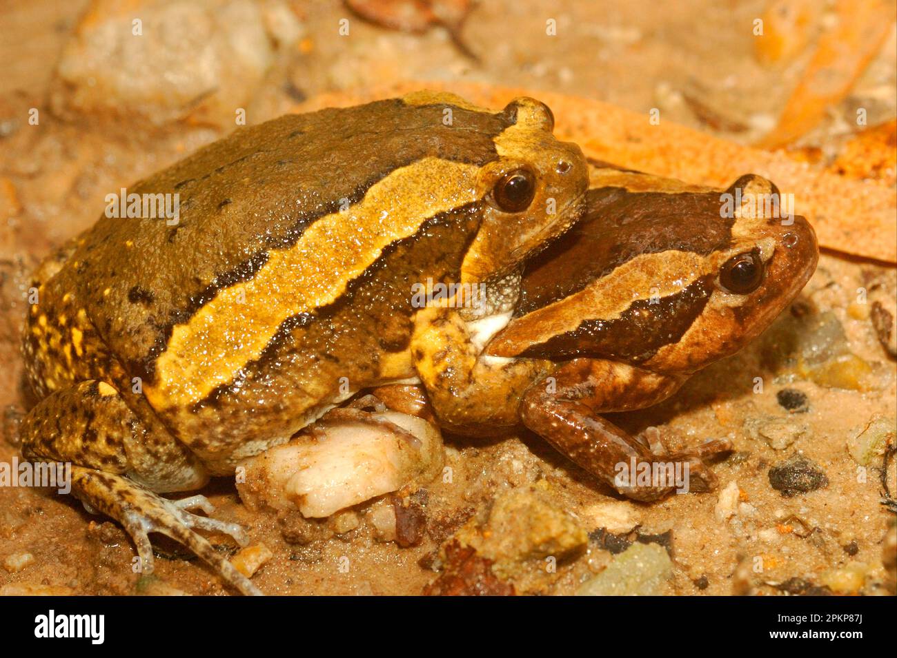 Asian Bullfrog (Kaloula pulchra) adult pair, in amplexus, mating in ...