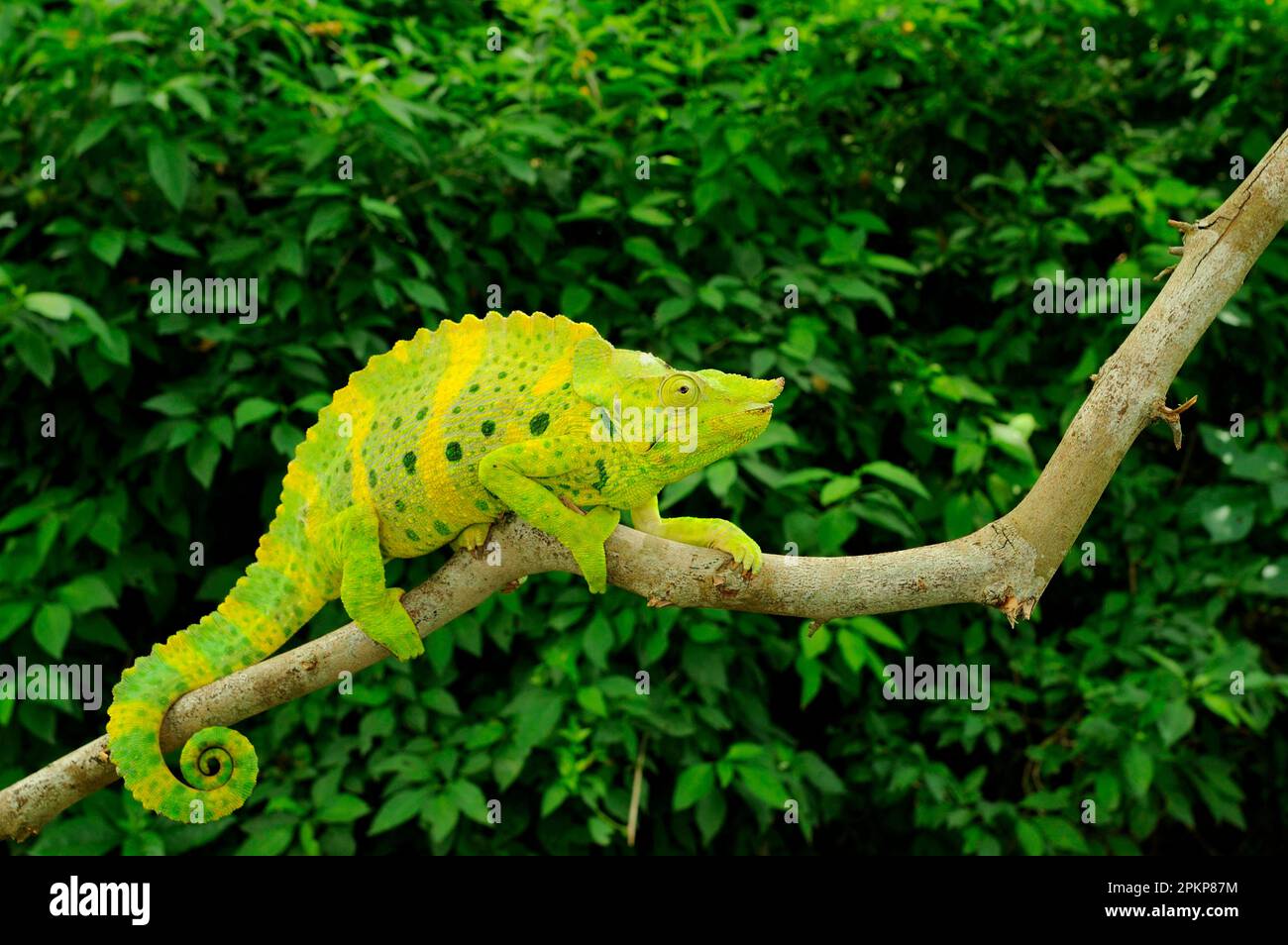 Meller's giant chameleon (Trioceros melleri), adult, climbing on branch ...