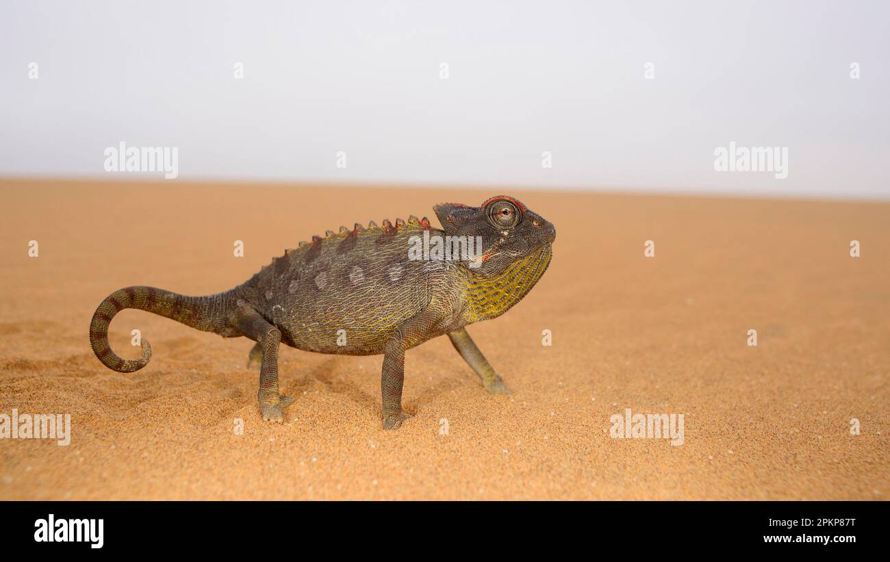 Namaqua Chameleon (Chamaeleo namaquensis) adult, walking on sand dune ...