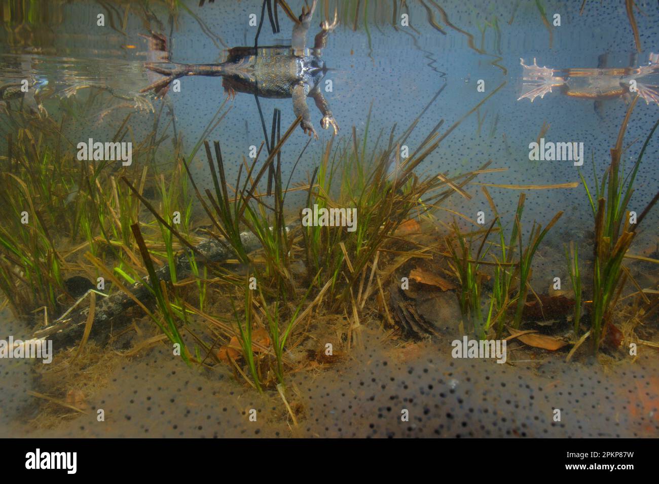 Adult common frog (Rana temporaria), with spawn under water in montane ...