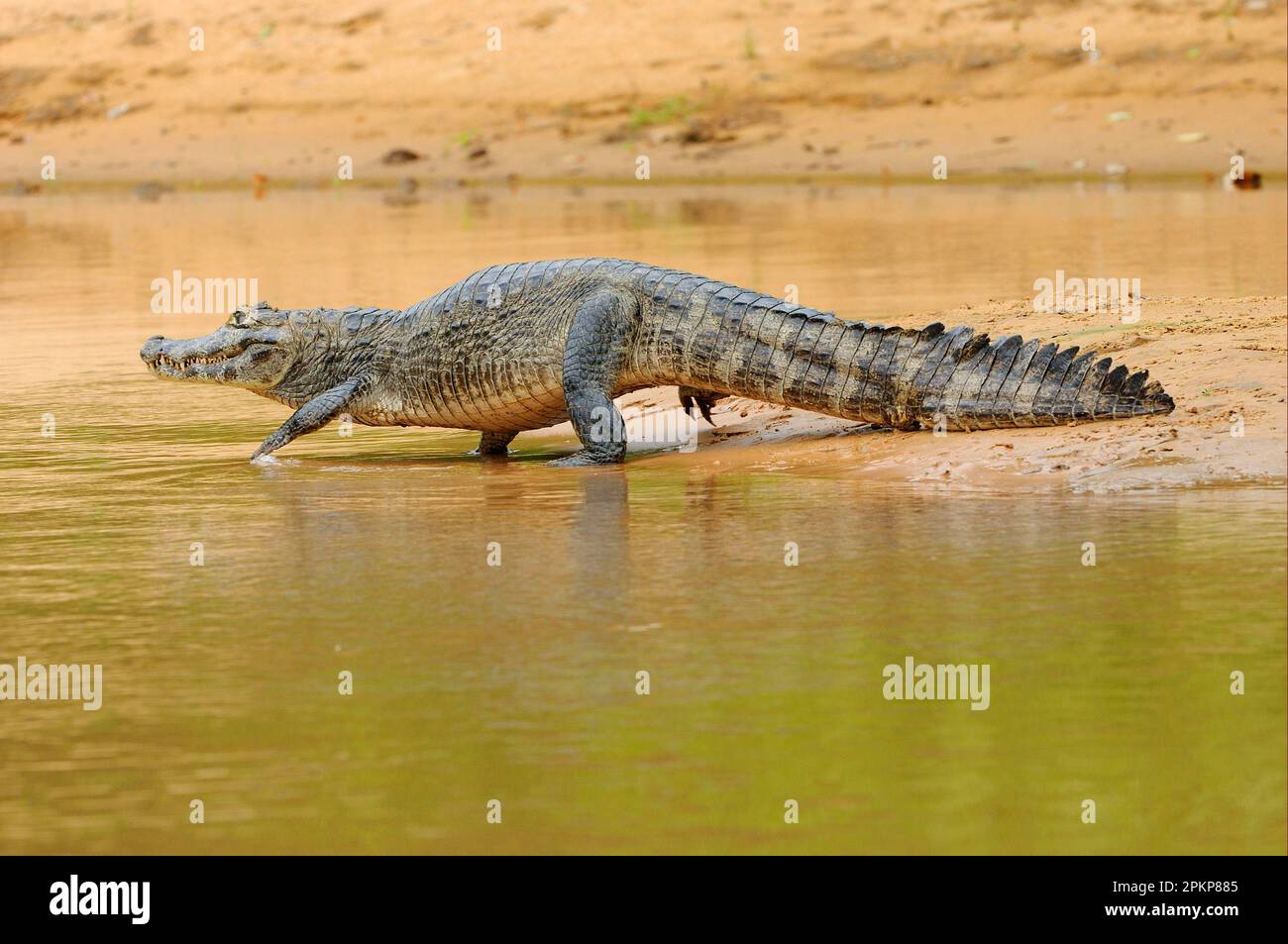 Spectacled Caiman, Crocodile Caiman, yacare caimans Crocodile Caiman, Caiman, Caimans, Other ...