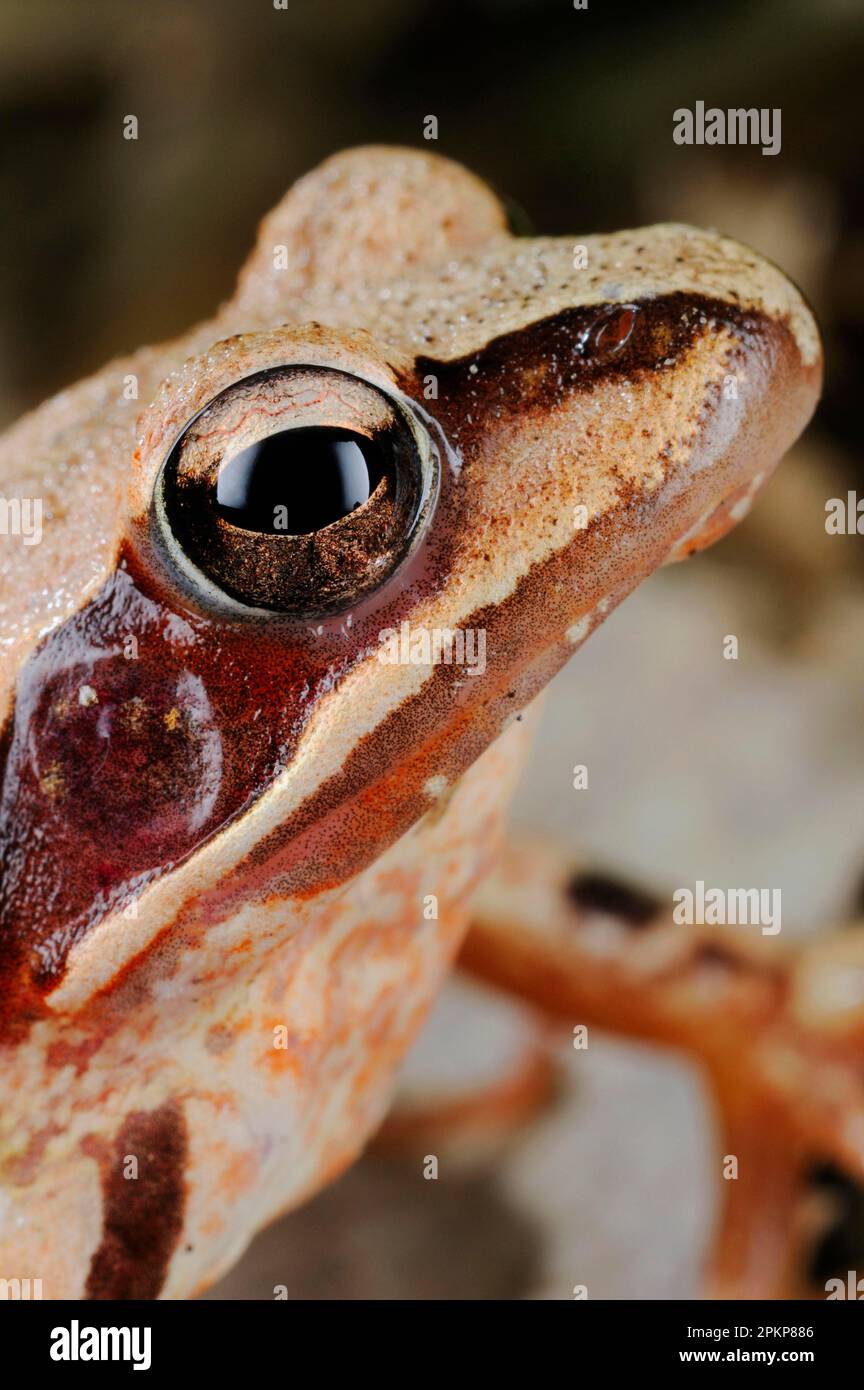 Agile Frog (Rana dalmatina) adult, close-up of head, Italy, Europe ...