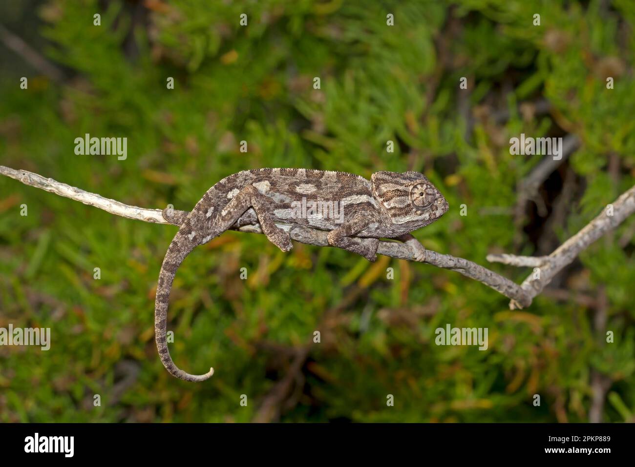 Common Chameleon (Chamaeleo chamaeleon) adult, climbing along twig ...