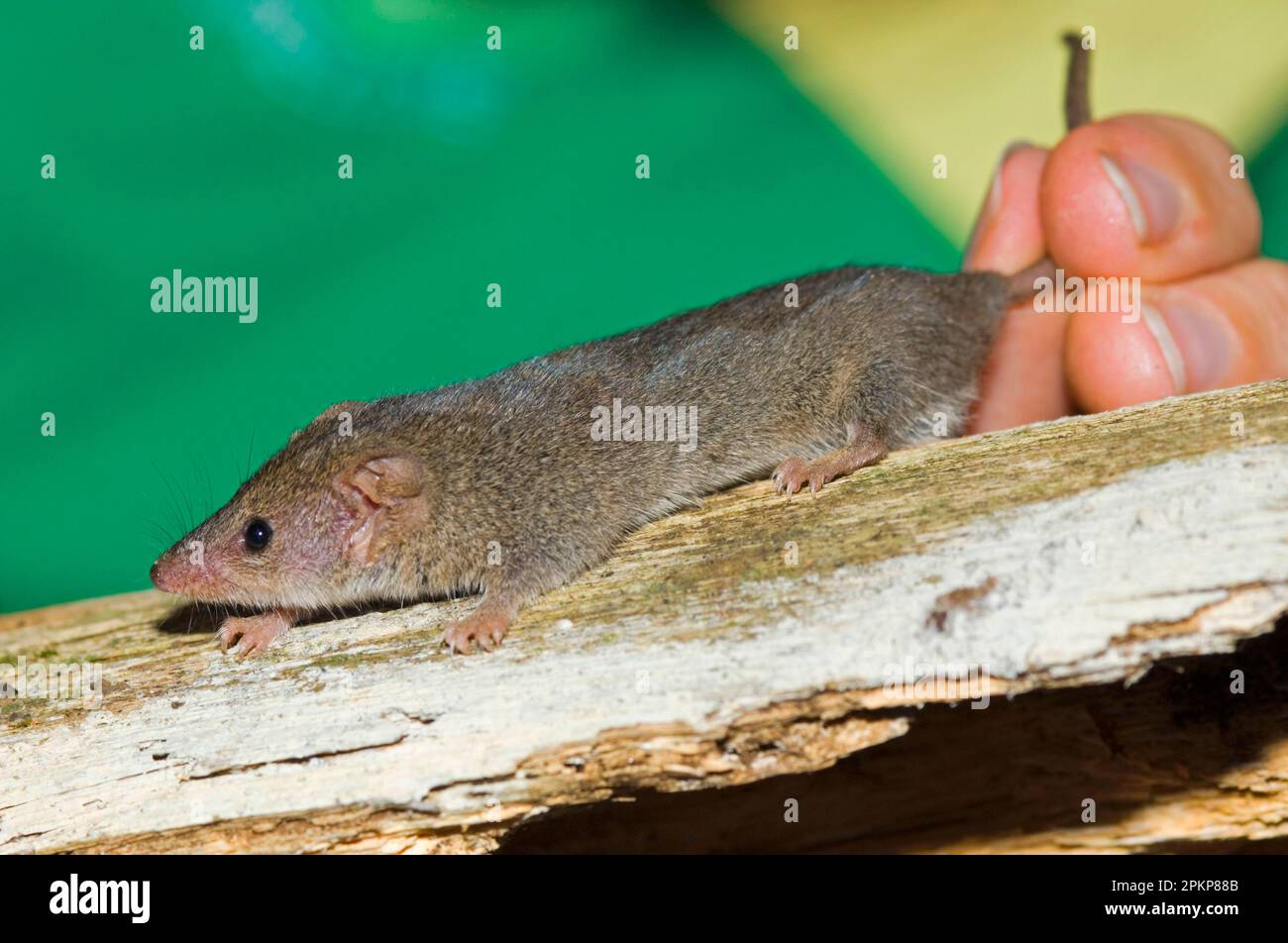Common Planigale (Planigale maculata) adult female, held by zoologist ...