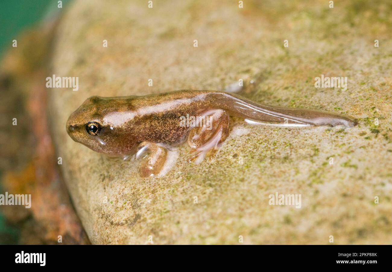 Grass Frog, common frogs (Rana temporaria), Grass Frogs, Amphibians, Other animals, Frogs ...