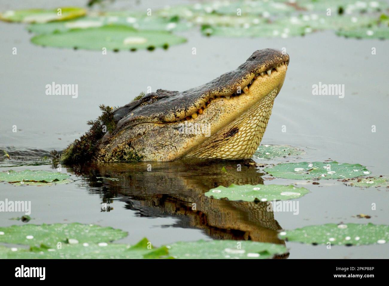 American Alligator (Alligator mississippiensis) adult male, displaying ...