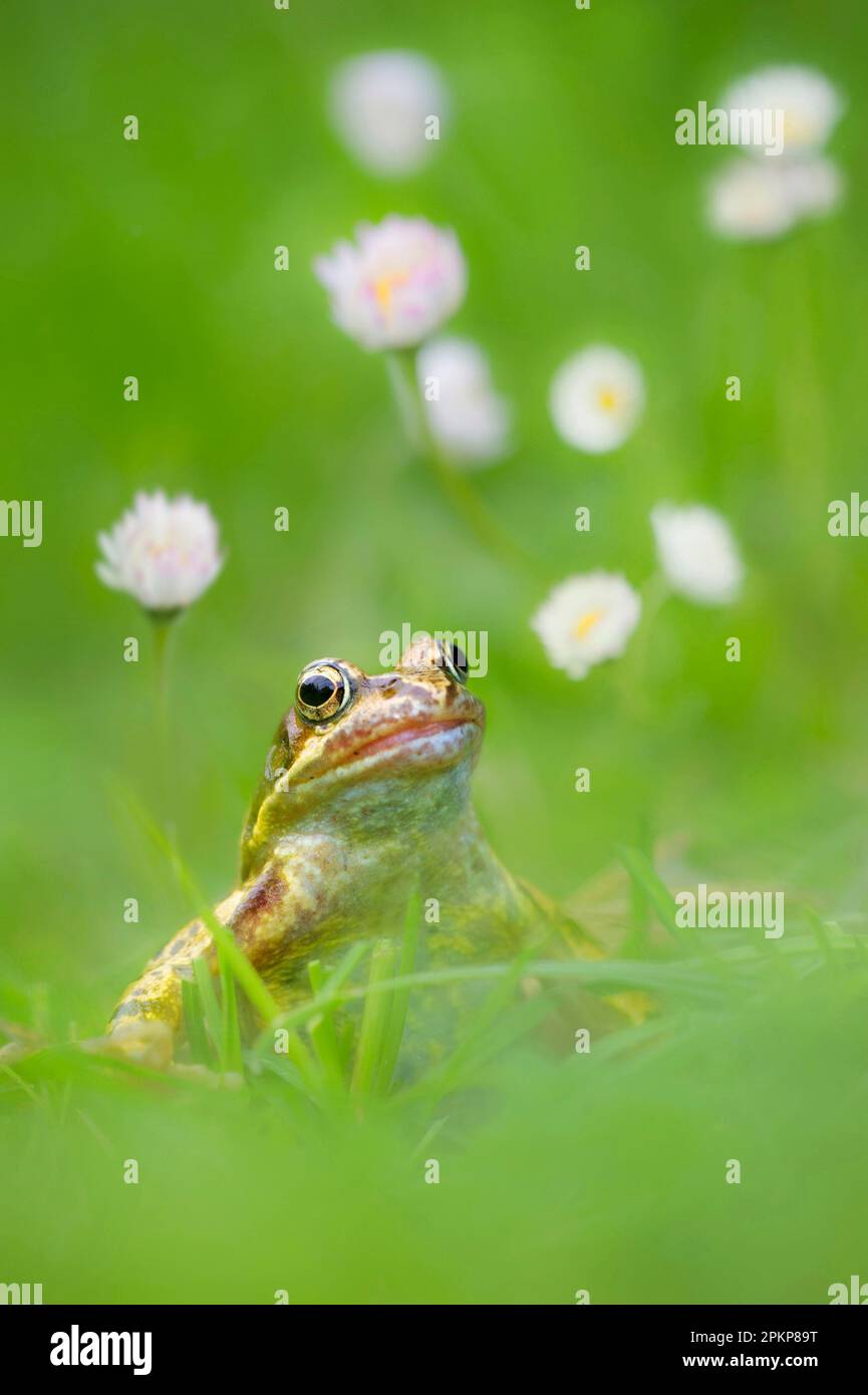 Grass Frog, common frogs (Rana temporaria), Amphibians, Other animals ...