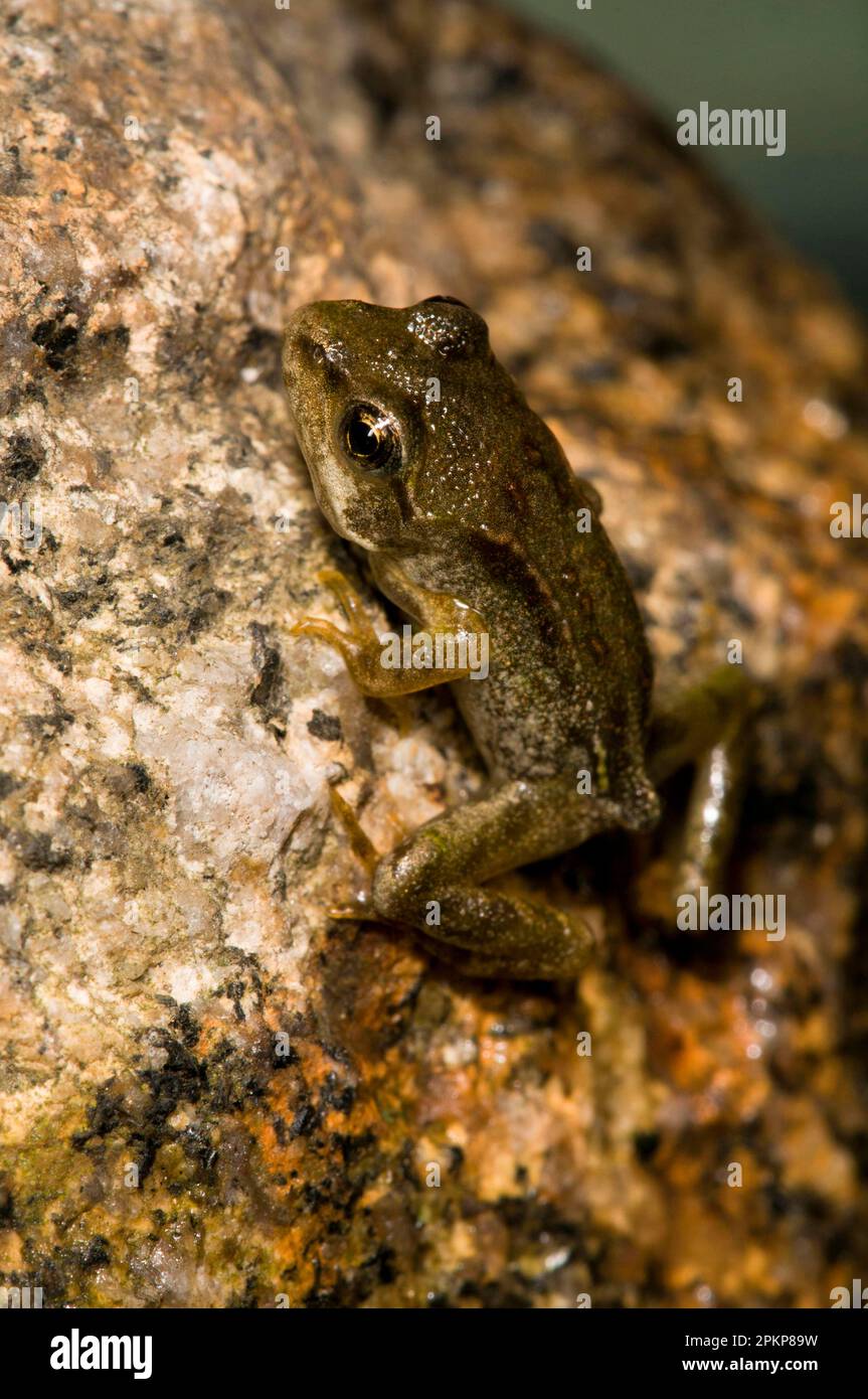 Grass Frog, common frogs (Rana temporaria), Amphibians, Other animals ...