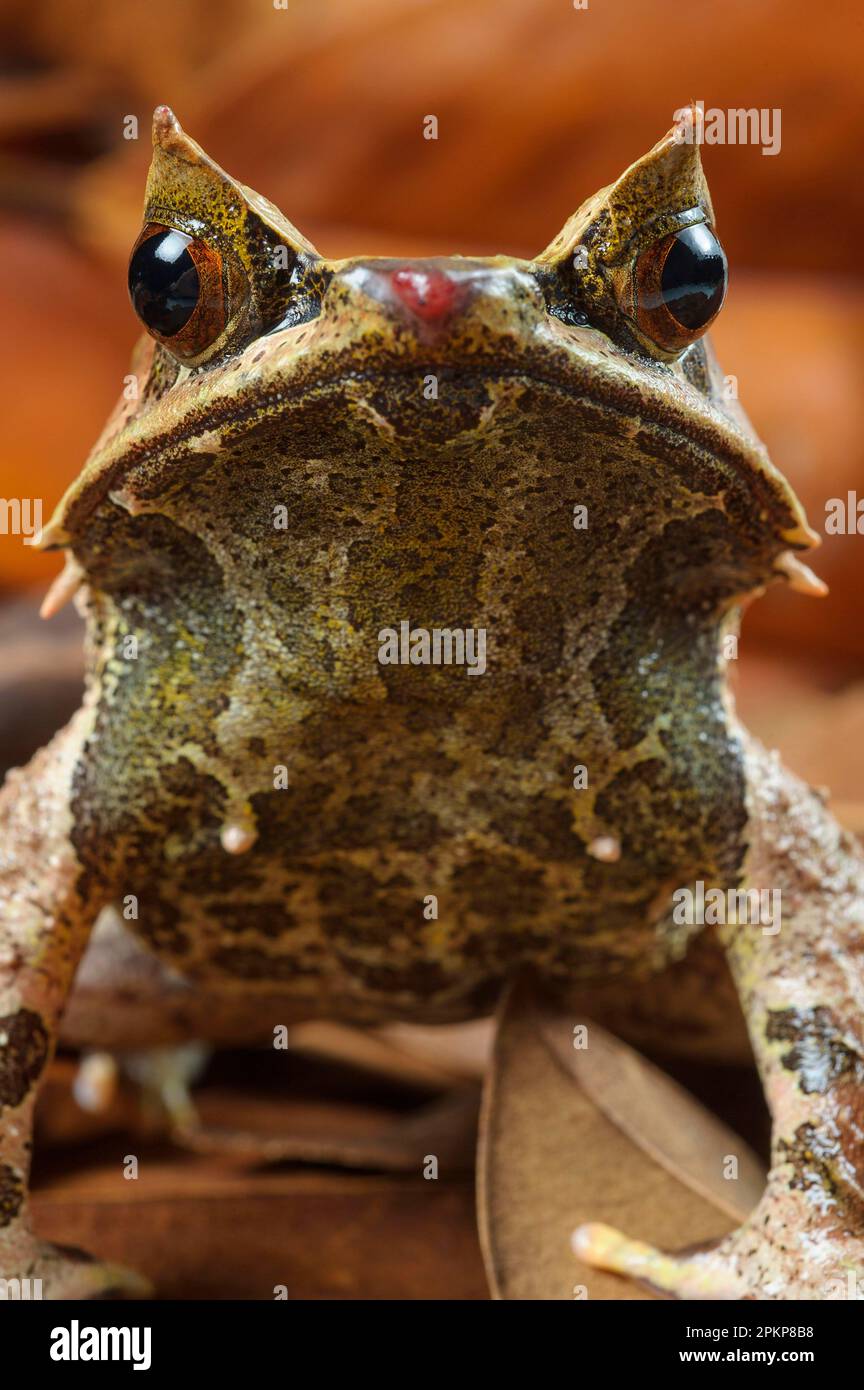 Toad frog, Toad frog, Toad frog, Toad frogs (Megophrys nasuta), Toad ...
