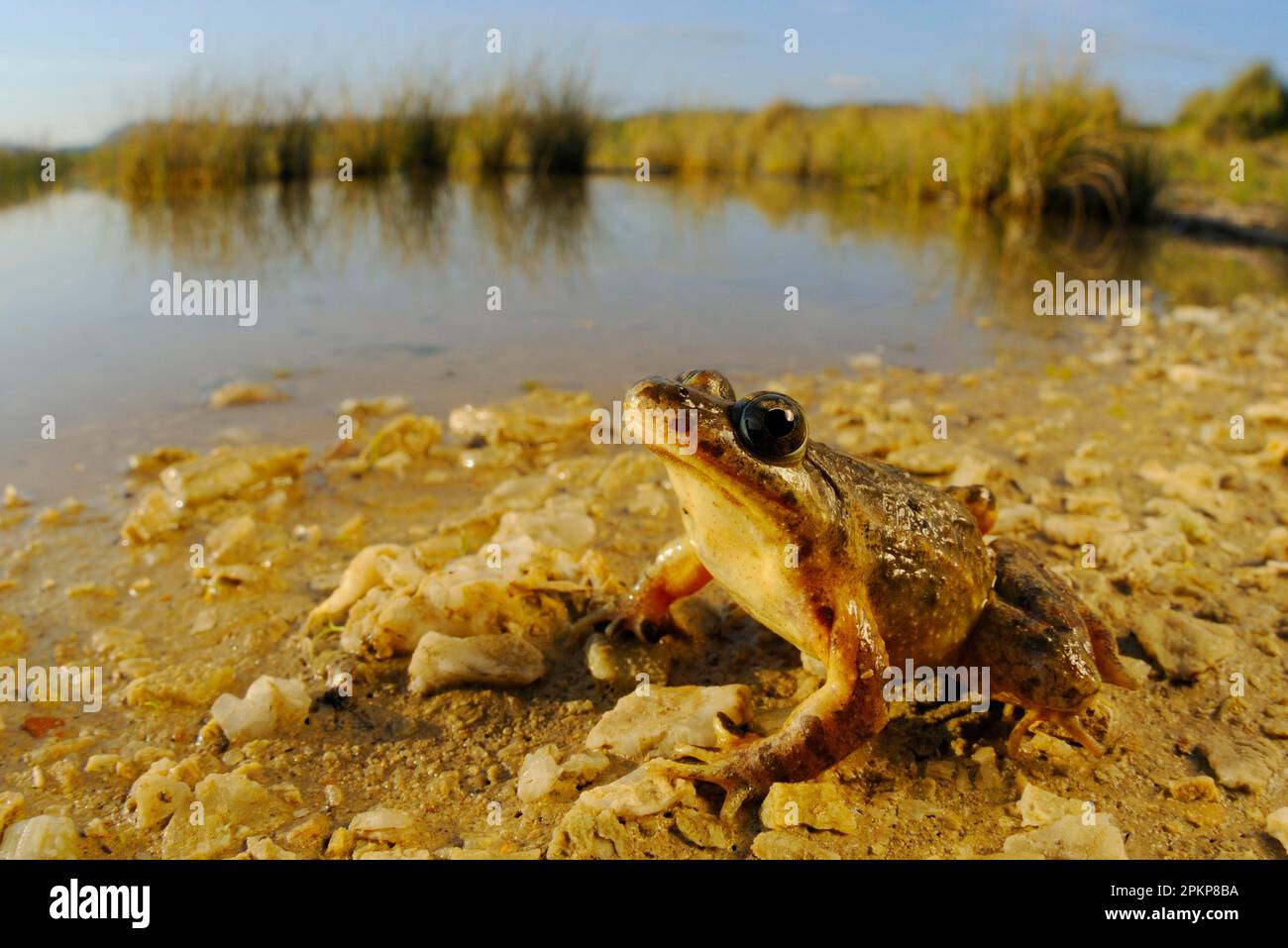 Painted frog, Painted disc tongues, Amphibians, Other animals, Frogs ...