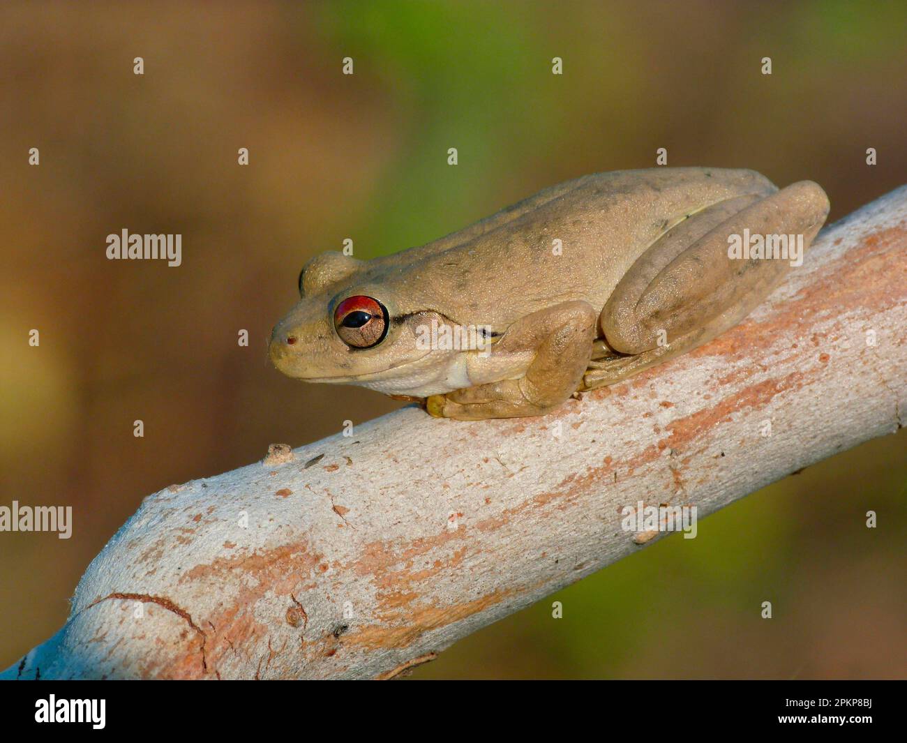 Tree Frog, Tree Frogs, Amphibians, Other Animals, Frogs, Animals, Roth ...