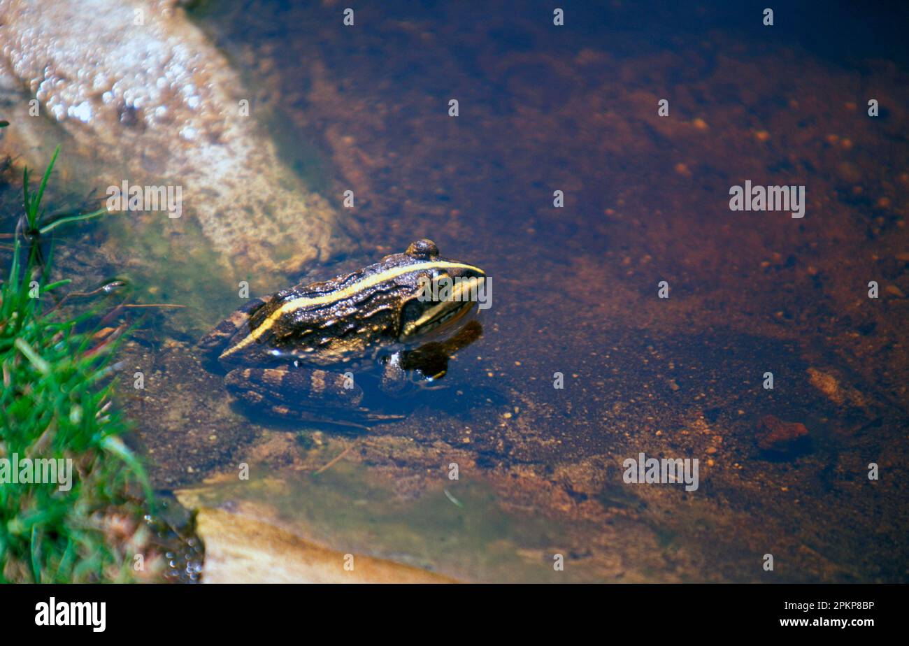 Amphibians, Other animals, Frogs, Animals, Cape River Frog (Rana ...