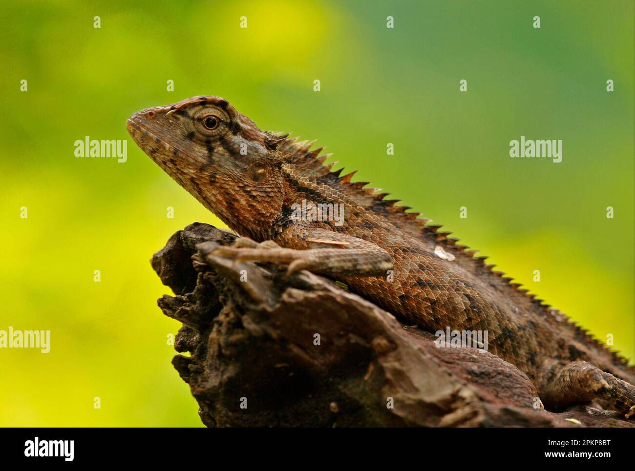 Bloodsucker (agama), oriental garden lizards (Calotes versicolor ...