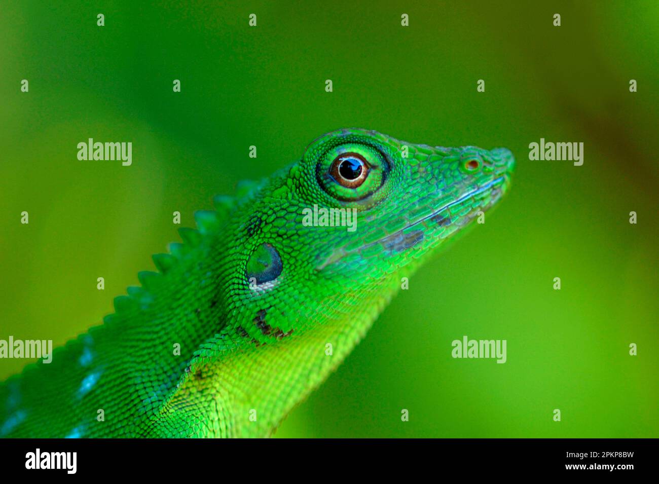 Green (Bronchocela cristatella) Tree Agama adult, close-up of head, in ...