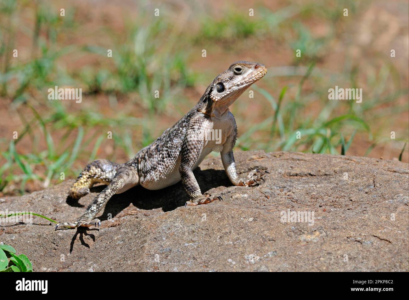 Rock common agama (Agama agama) adult female, standing on rock with ...
