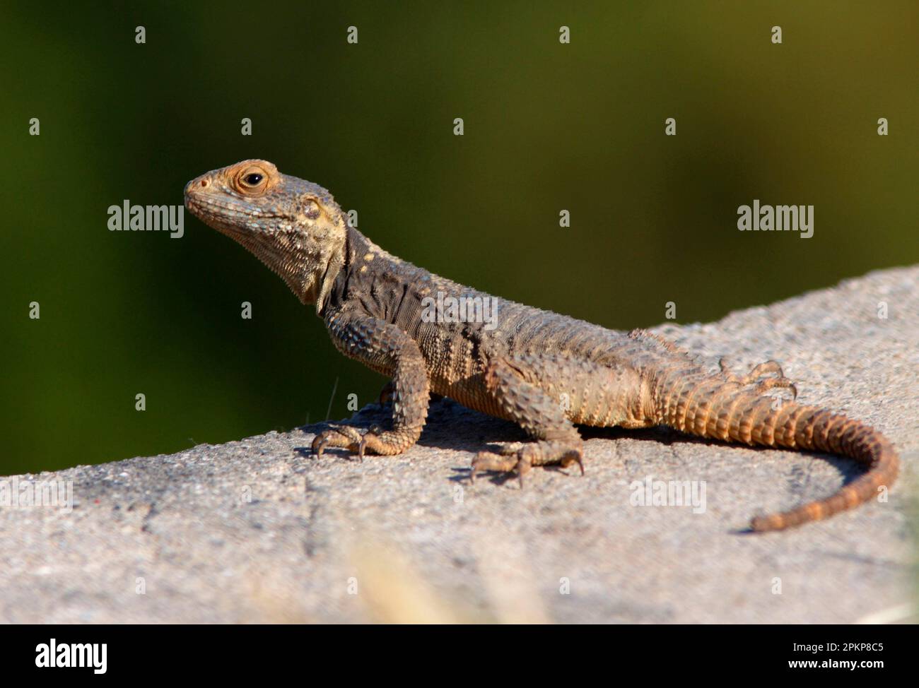 Hardun, Harduns, Slingshot Tail (Laudakia stellio), Whorletail dragon ...